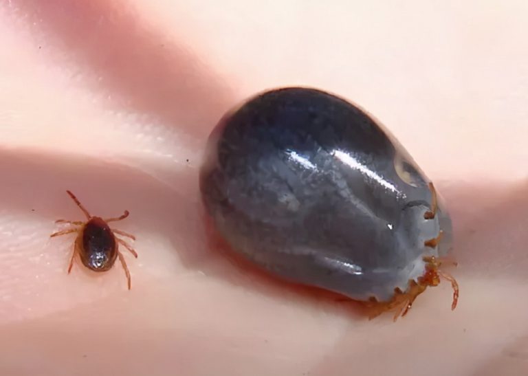 Tick Paralysis: Signs, Treatments and the Importance of Preventative ...